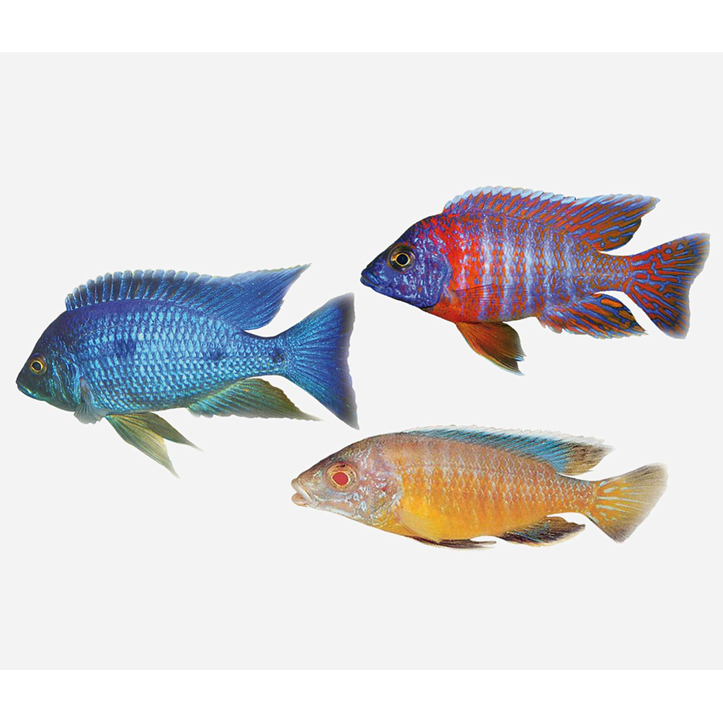 Aulonacara Surtido (Aulonocara sp.) | MundiAcuario